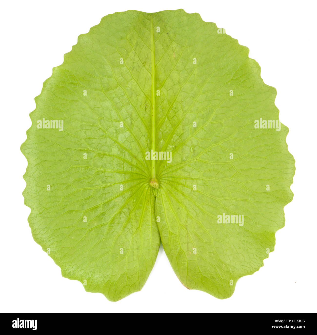 lotus leaf isolate on white background Stock Photo - Alamy