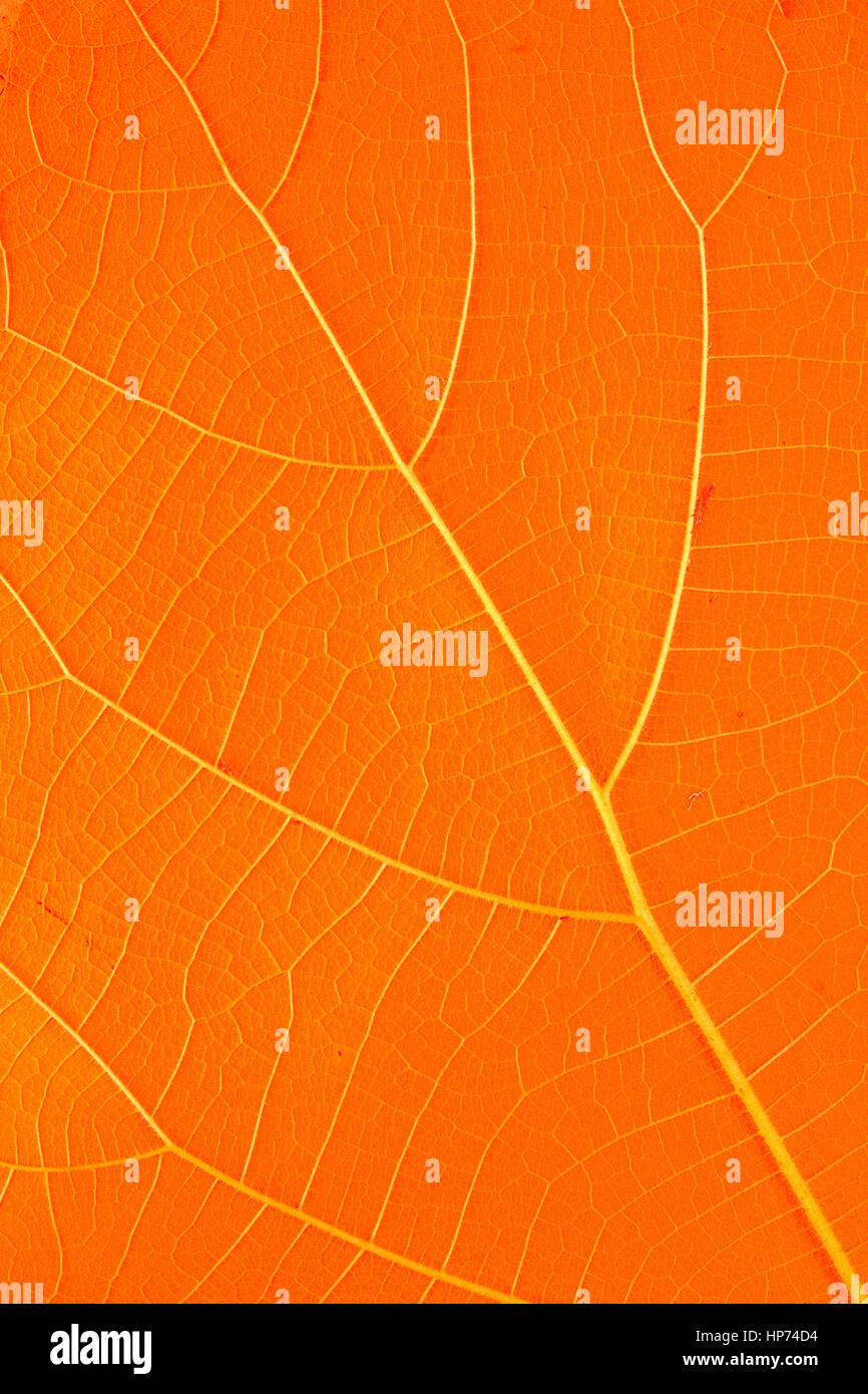 leaves orange leaf texture background Stock Photo - Alamy