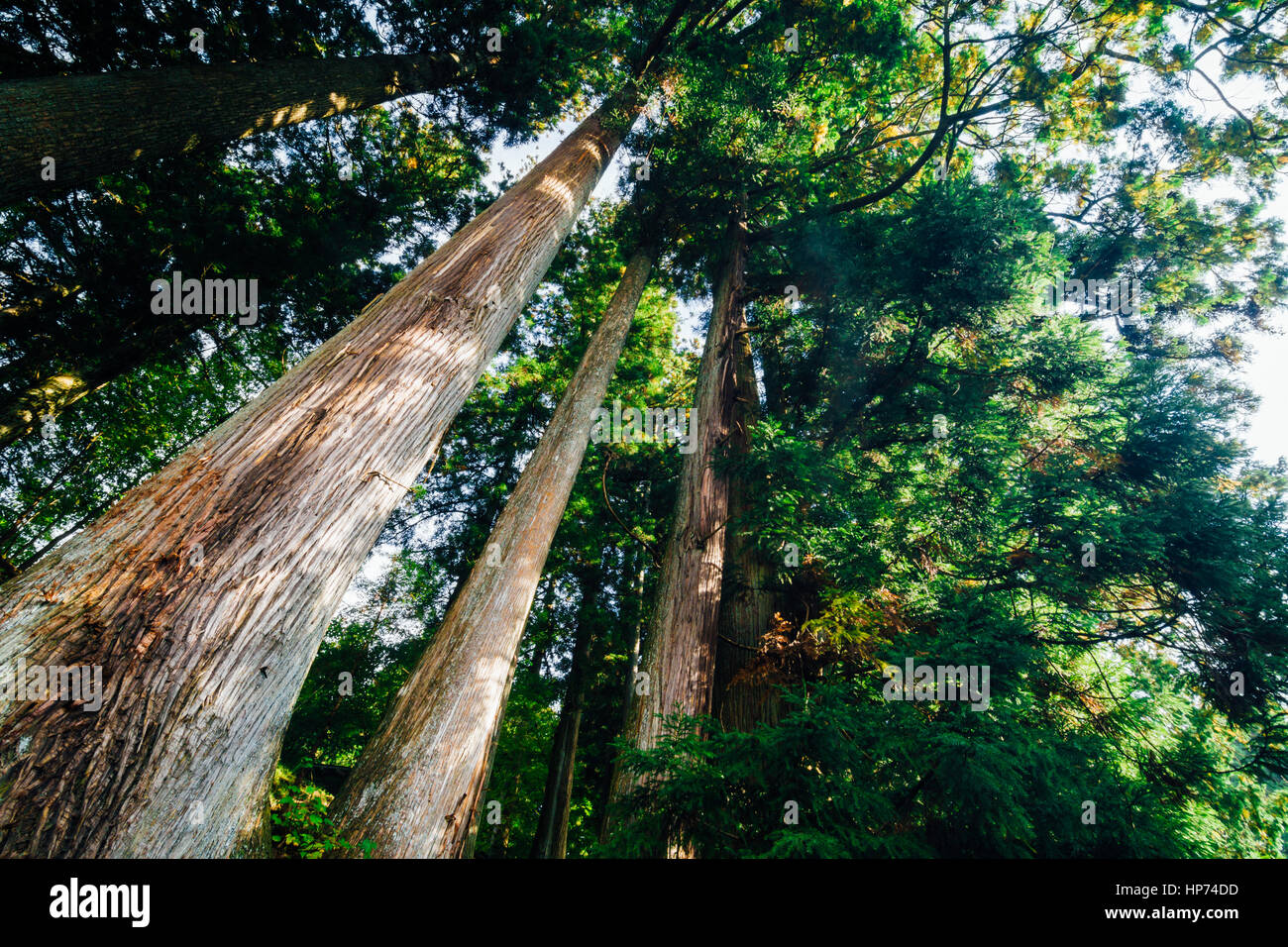 Pine big tree forest in autumn, Nikko Japan Stock Photo - Alamy