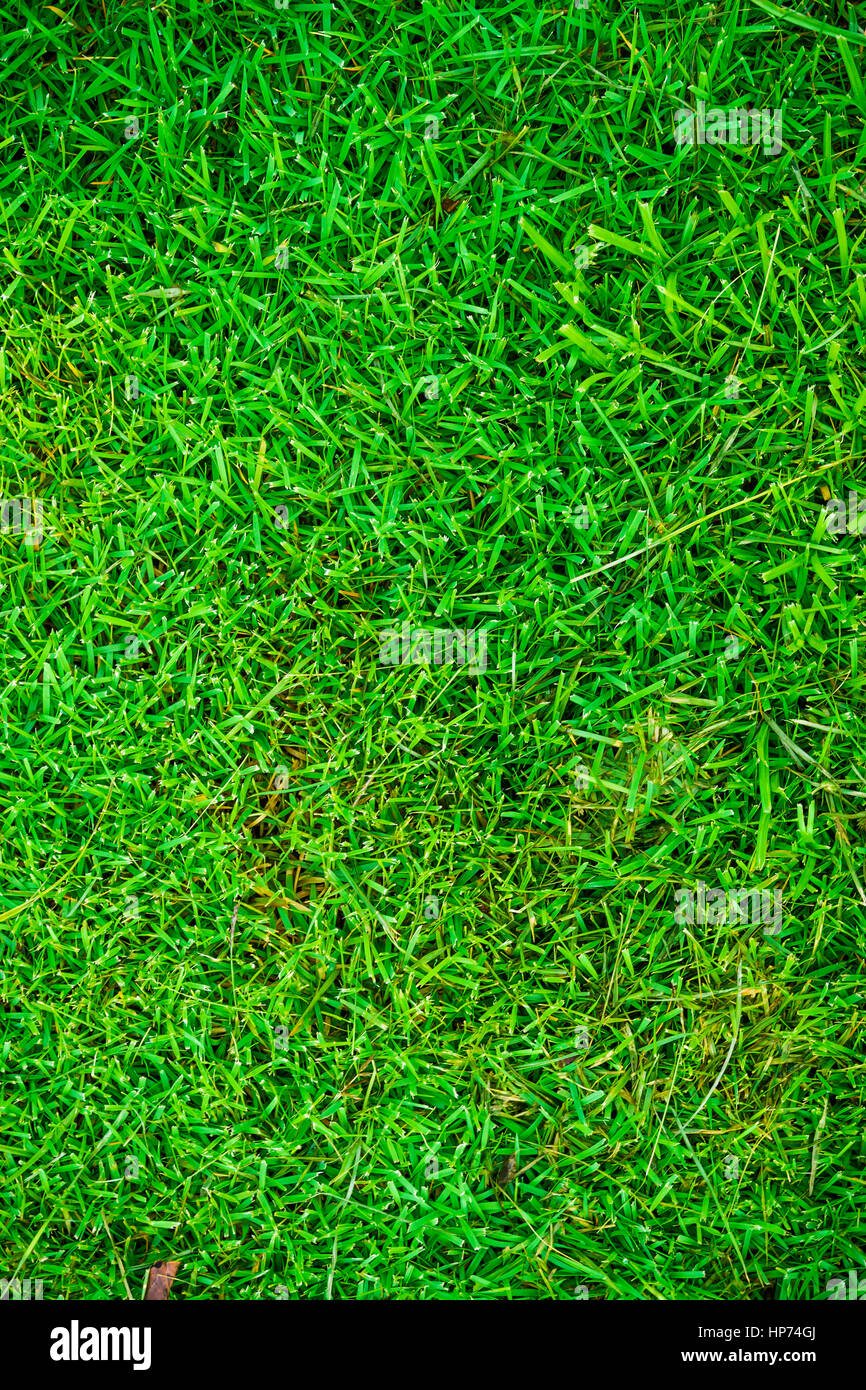 Beautiful fresh real green grass texture decorate background Stock ...