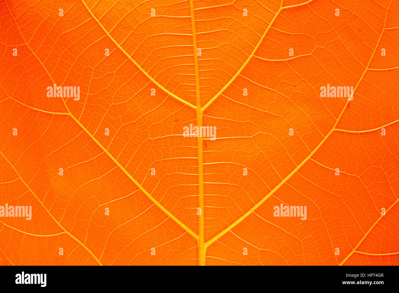 leaves orange leaf texture background Stock Photo - Alamy