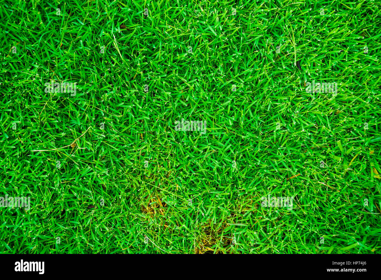 Beautiful fresh real green grass texture decorate background Stock ...