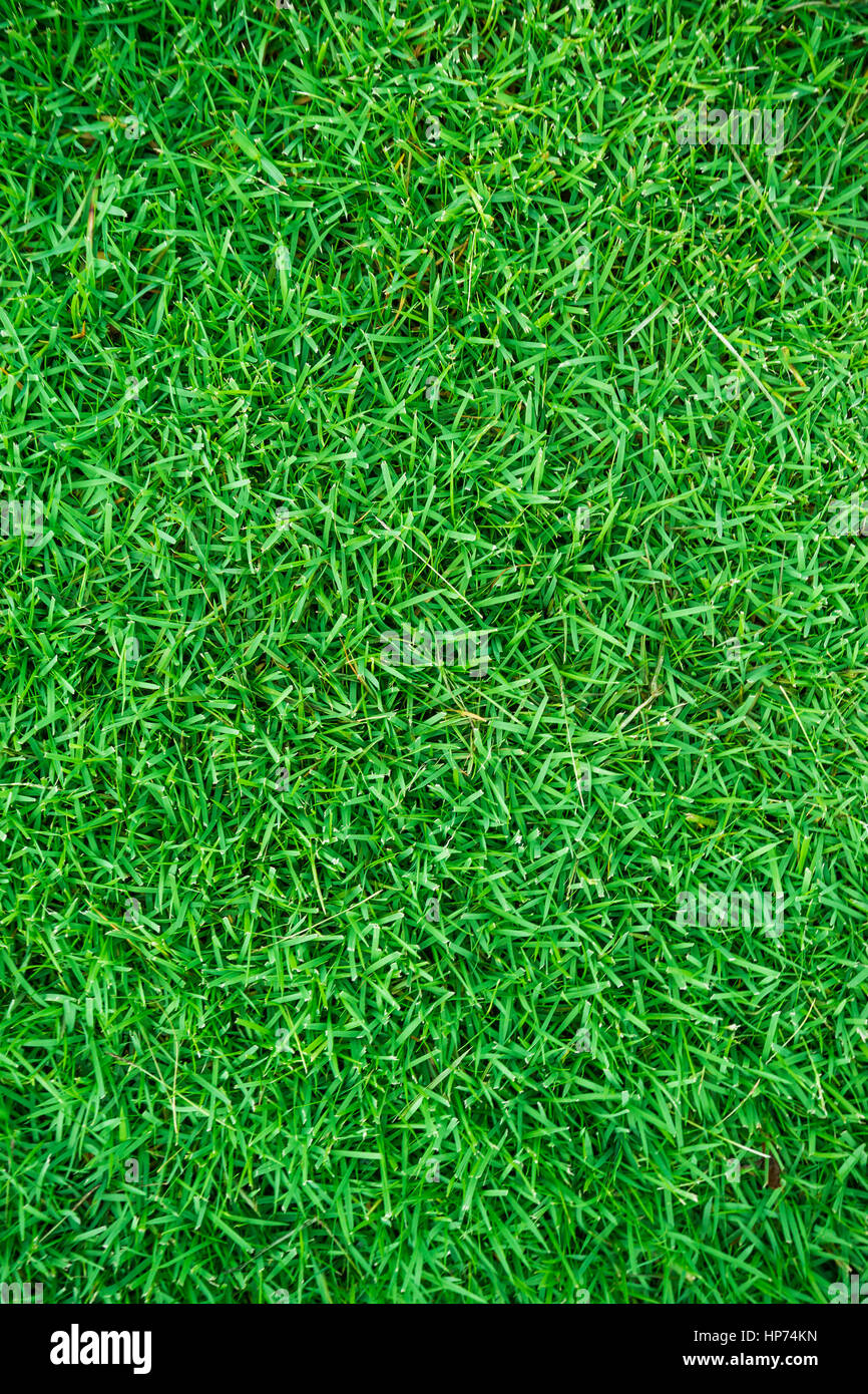 Beautiful fresh real green grass texture decorate background Stock ...