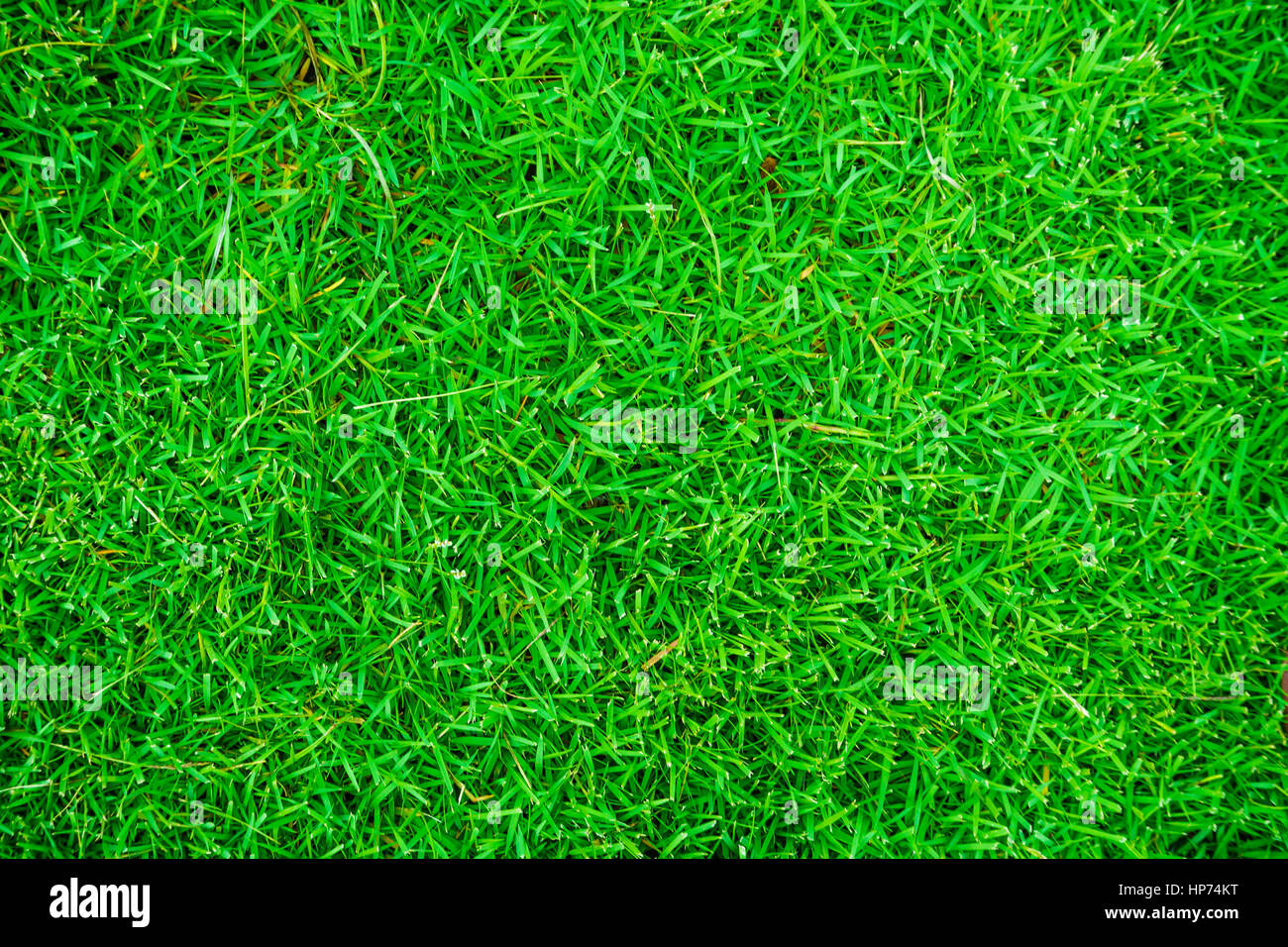 Beautiful fresh real green grass texture decorate background Stock ...
