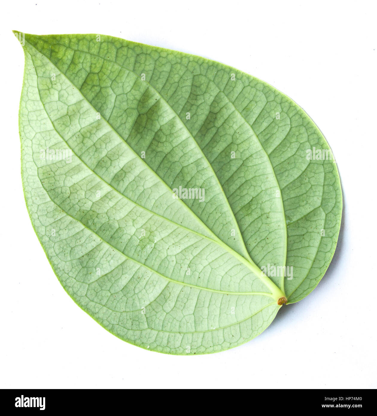 betel leaves isolated on white Stock Photo - Alamy