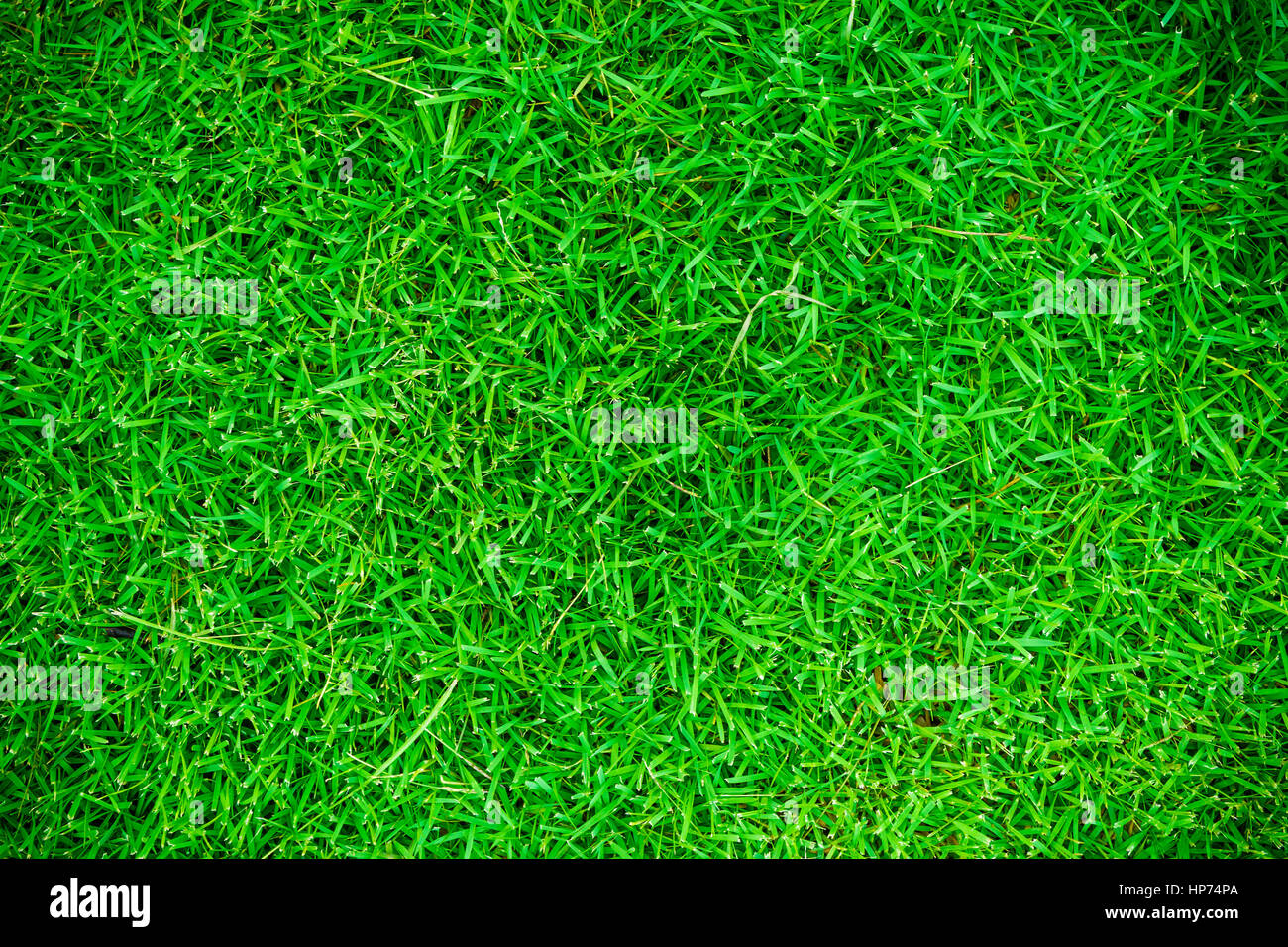 Beautiful fresh real green grass texture decorate background Stock ...