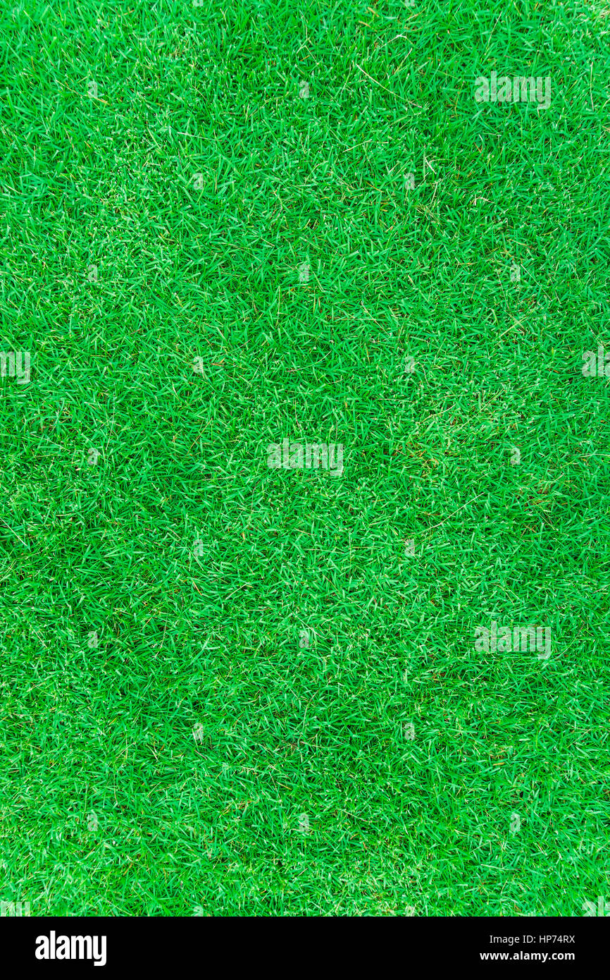 Beautiful fresh real green grass texture decorate background Stock ...