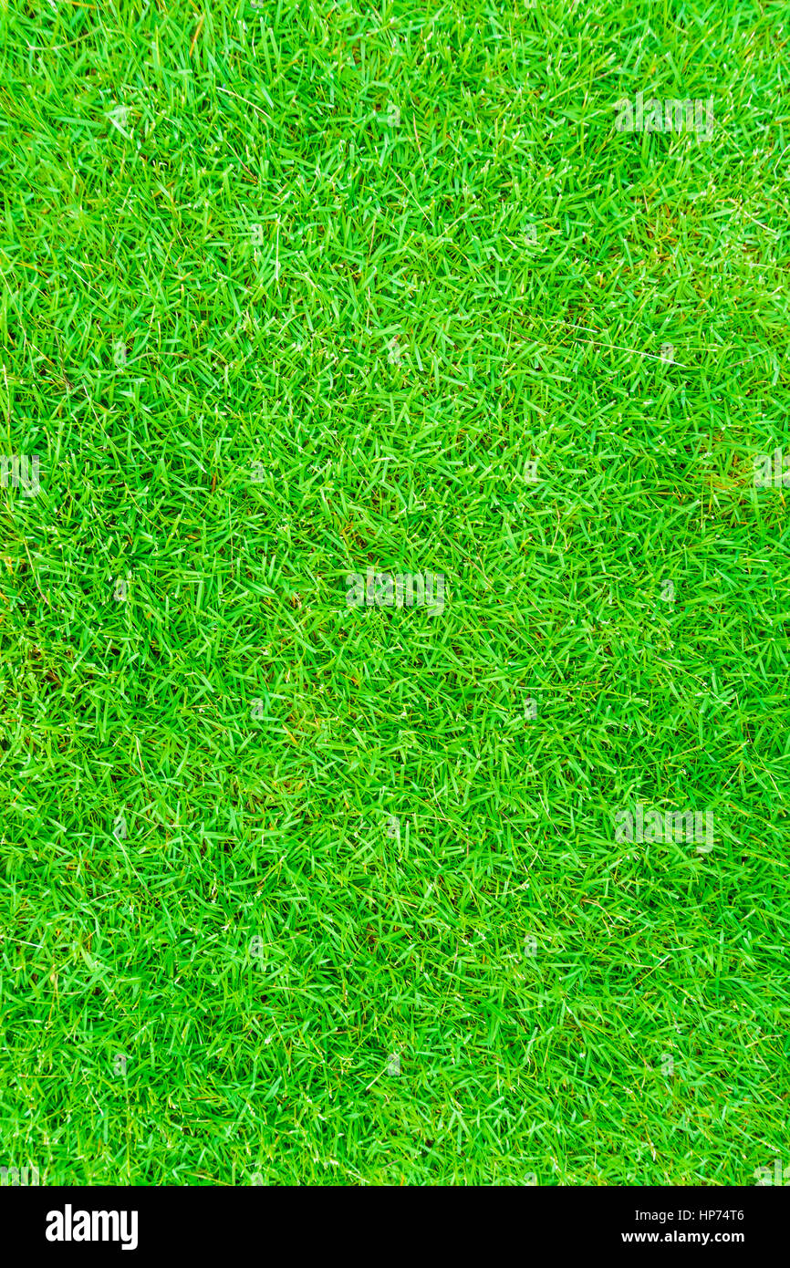 Beautiful fresh real green grass texture decorate background Stock ...