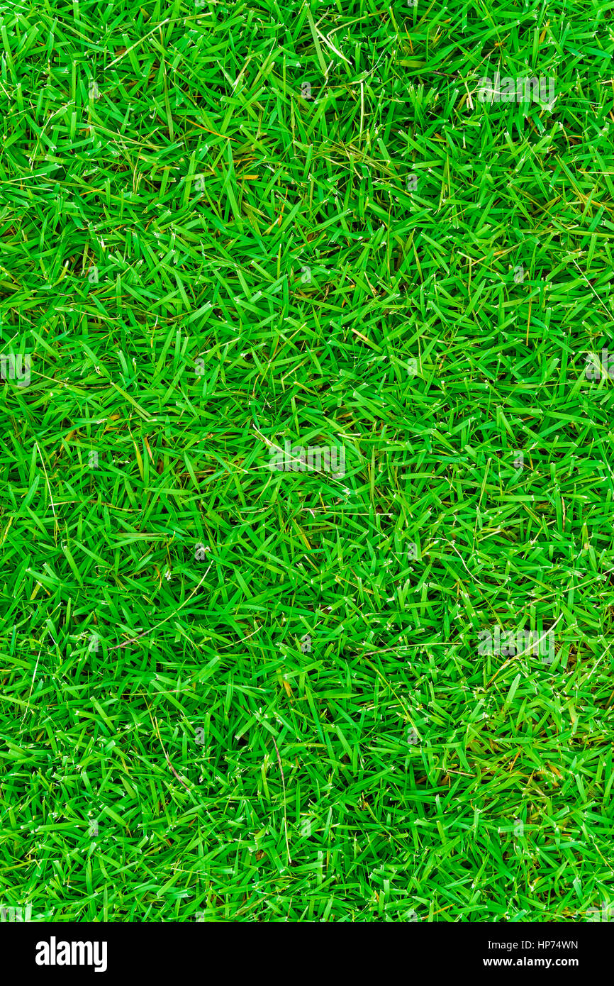 Beautiful fresh real green grass texture decorate background Stock ...
