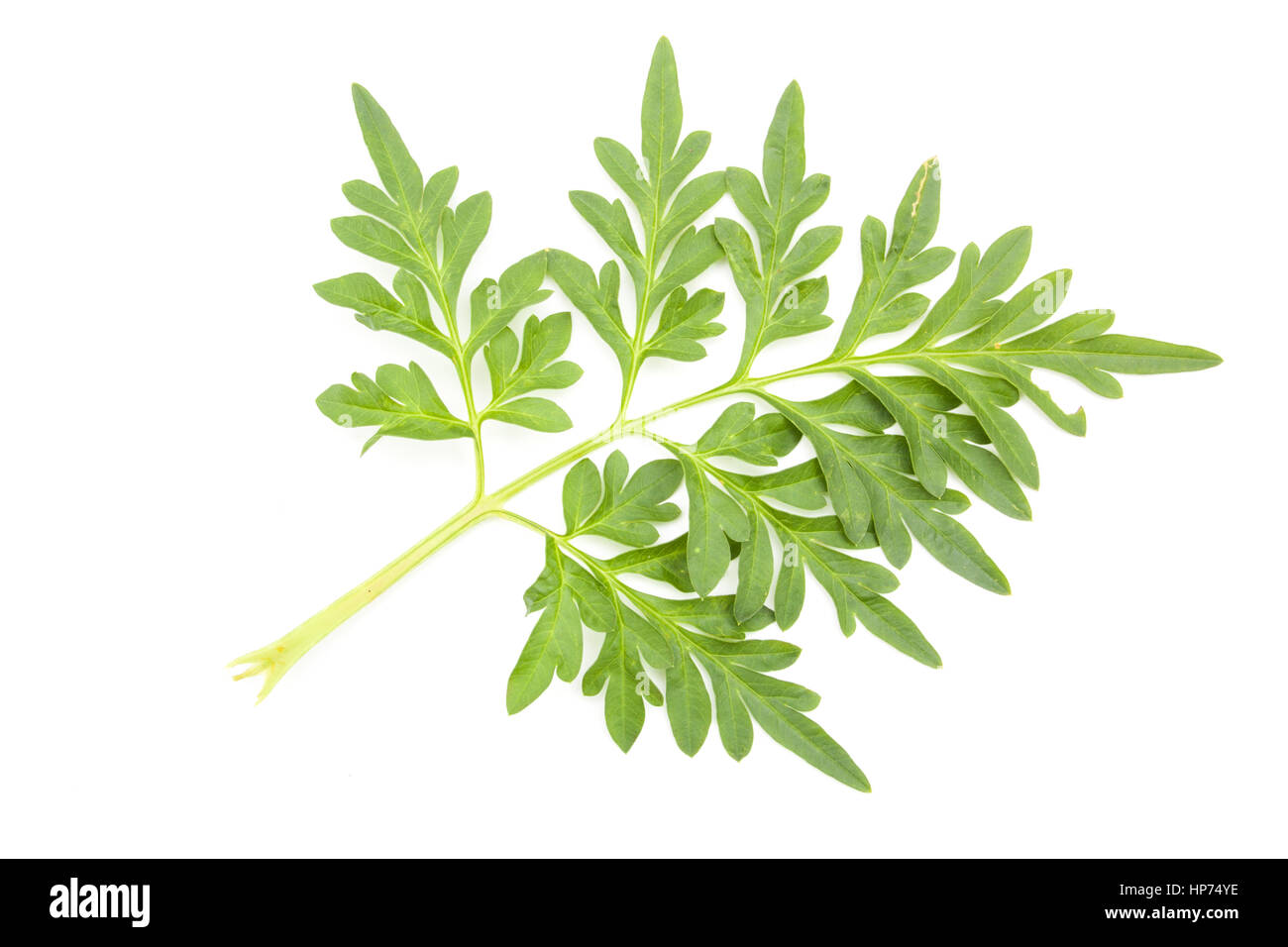 Cosmos flowers leaves isolated on white Stock Photo - Alamy