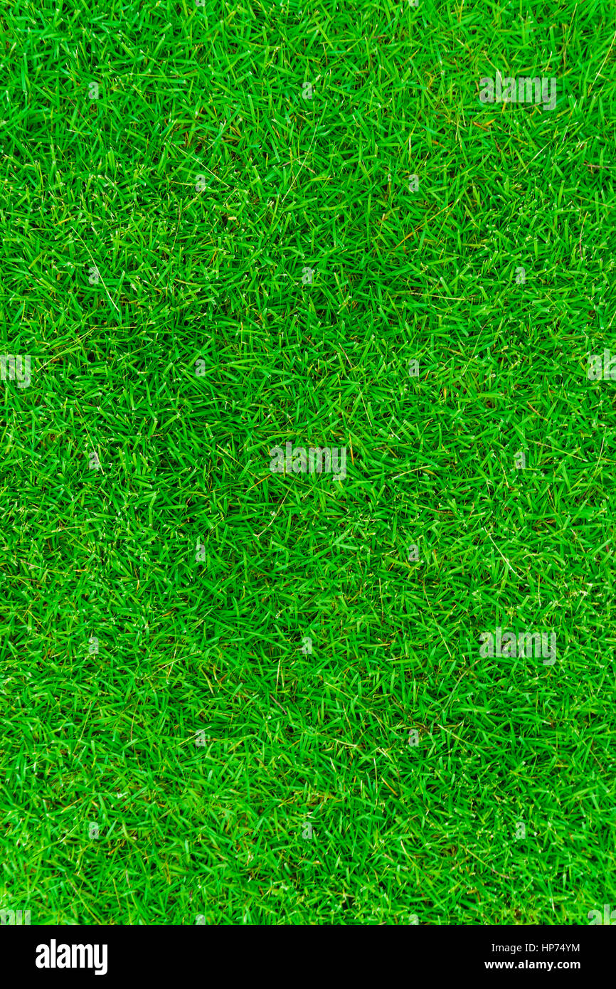 Beautiful fresh real green grass texture decorate background Stock ...