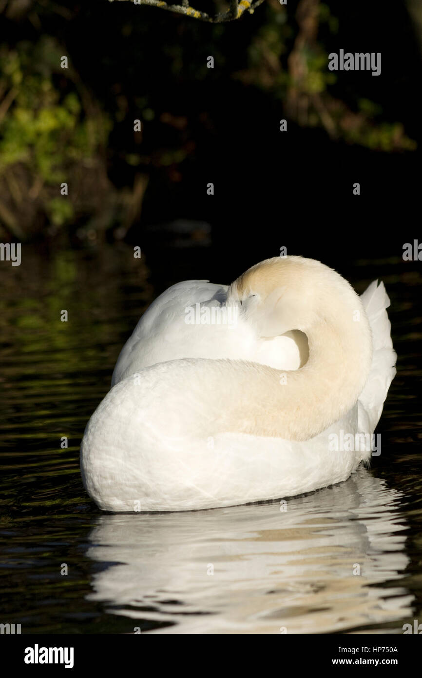 Swan sleeping hi-res stock photography and images - Alamy