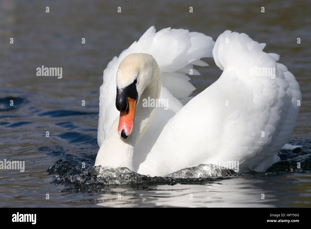 Displaying swan hi-res stock photography and images - Alamy