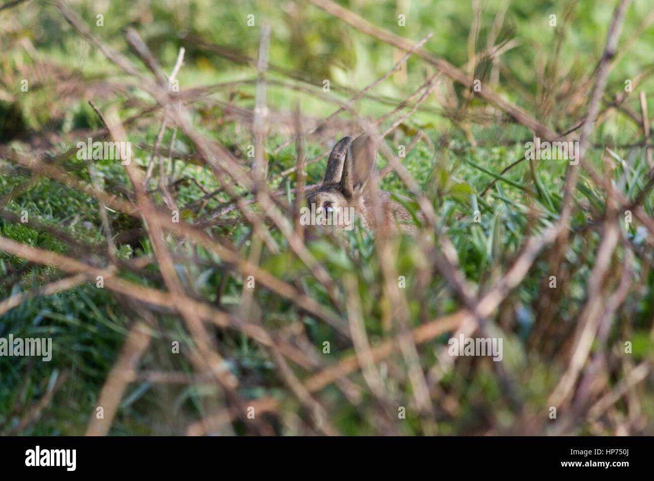 Hiding in undergrowth hi-res stock photography and images - Alamy