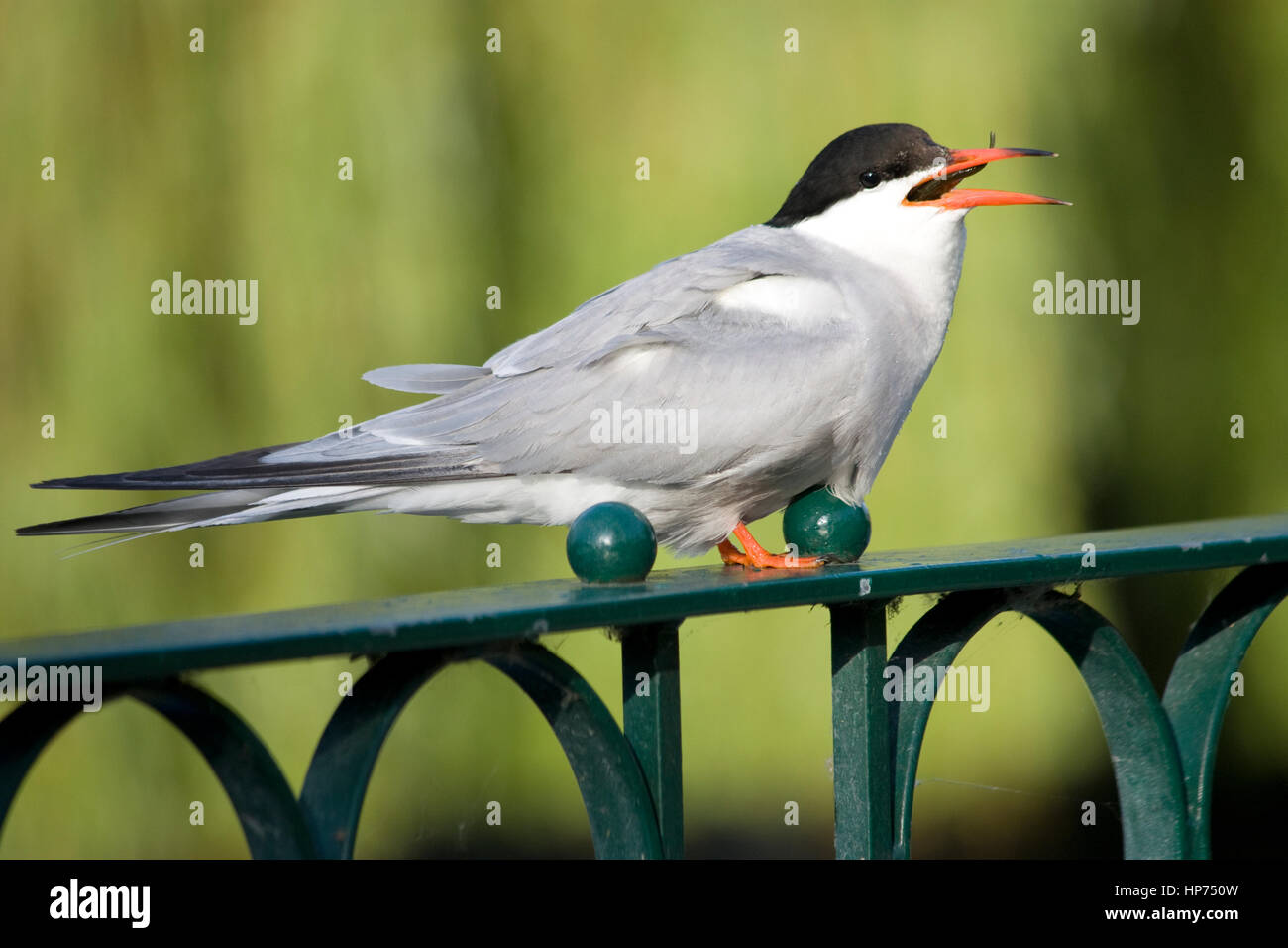 Tern eating fish hi-res stock photography and images - Alamy