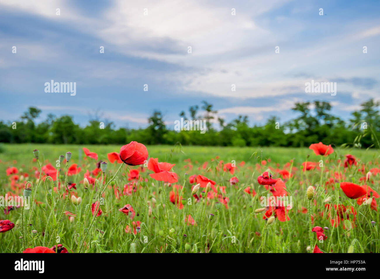 Poppy field and blue sky Stock Photo - Alamy