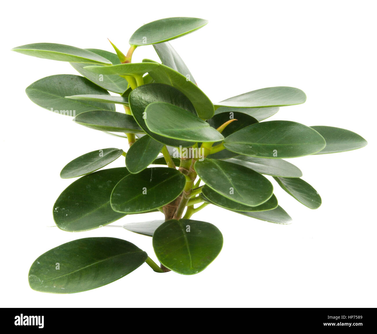top leaves on a white background Stock Photo - Alamy
