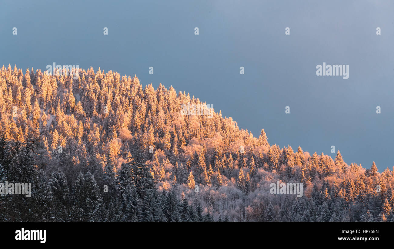 Black forrest snow hi-res stock photography and images - Alamy