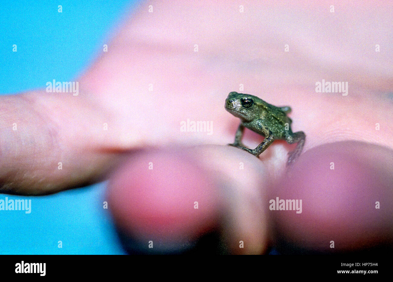 A tiny baby frog in the garden, 2001 Stock Photo - Alamy