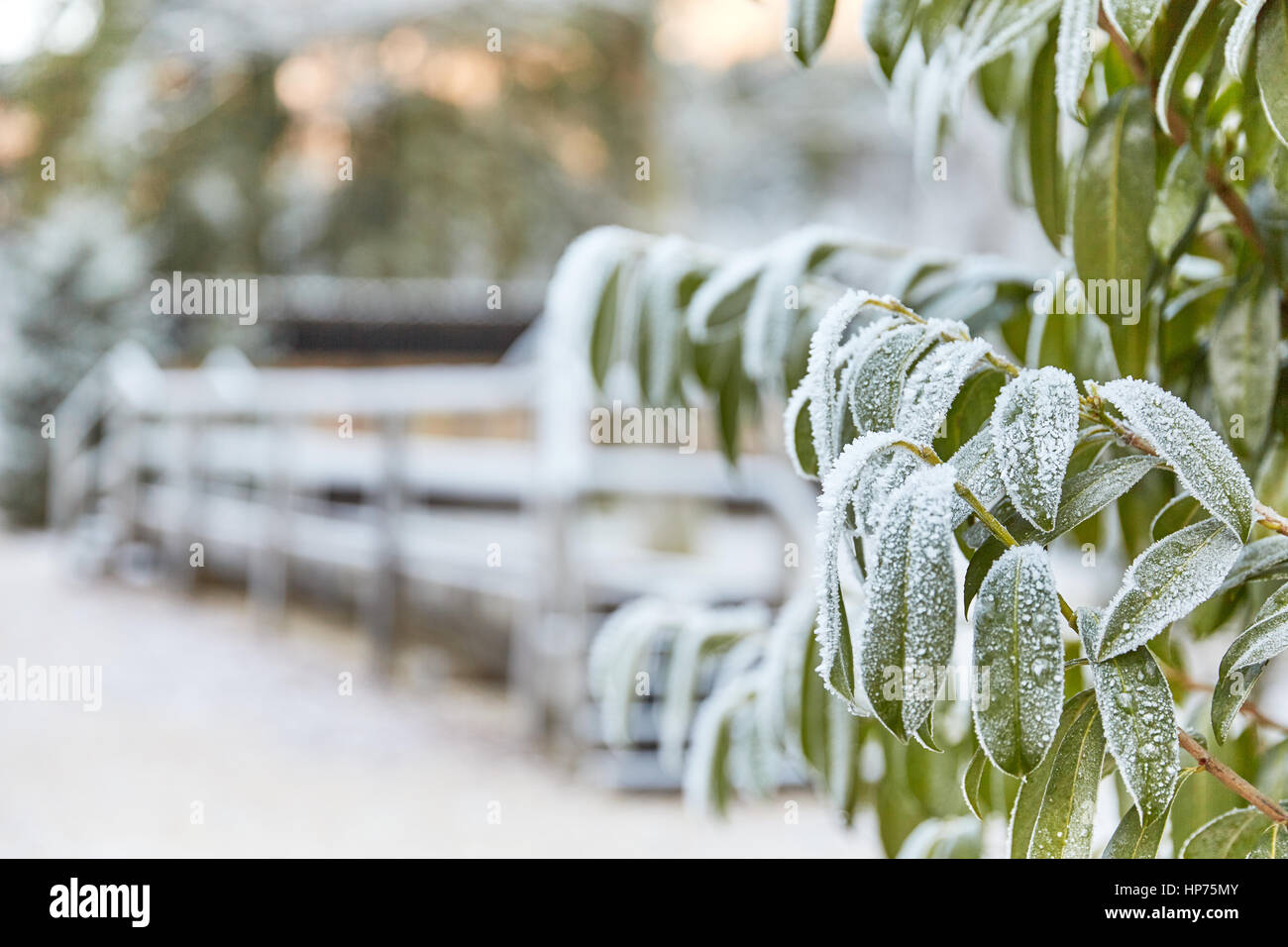 Frost and ice on plants in winter covered in ice Stock Photo - Alamy