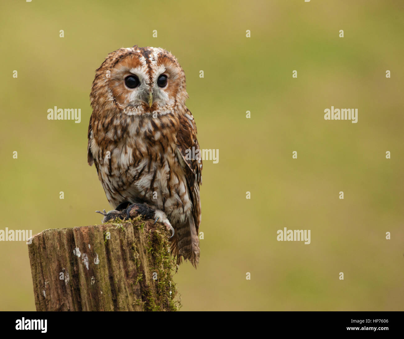 Glaring birds hi-res stock photography and images - Alamy