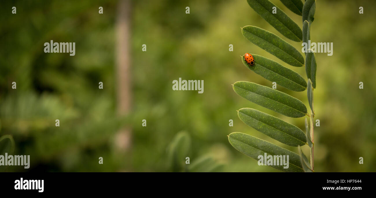 Priroda hi-res stock photography and images - Alamy