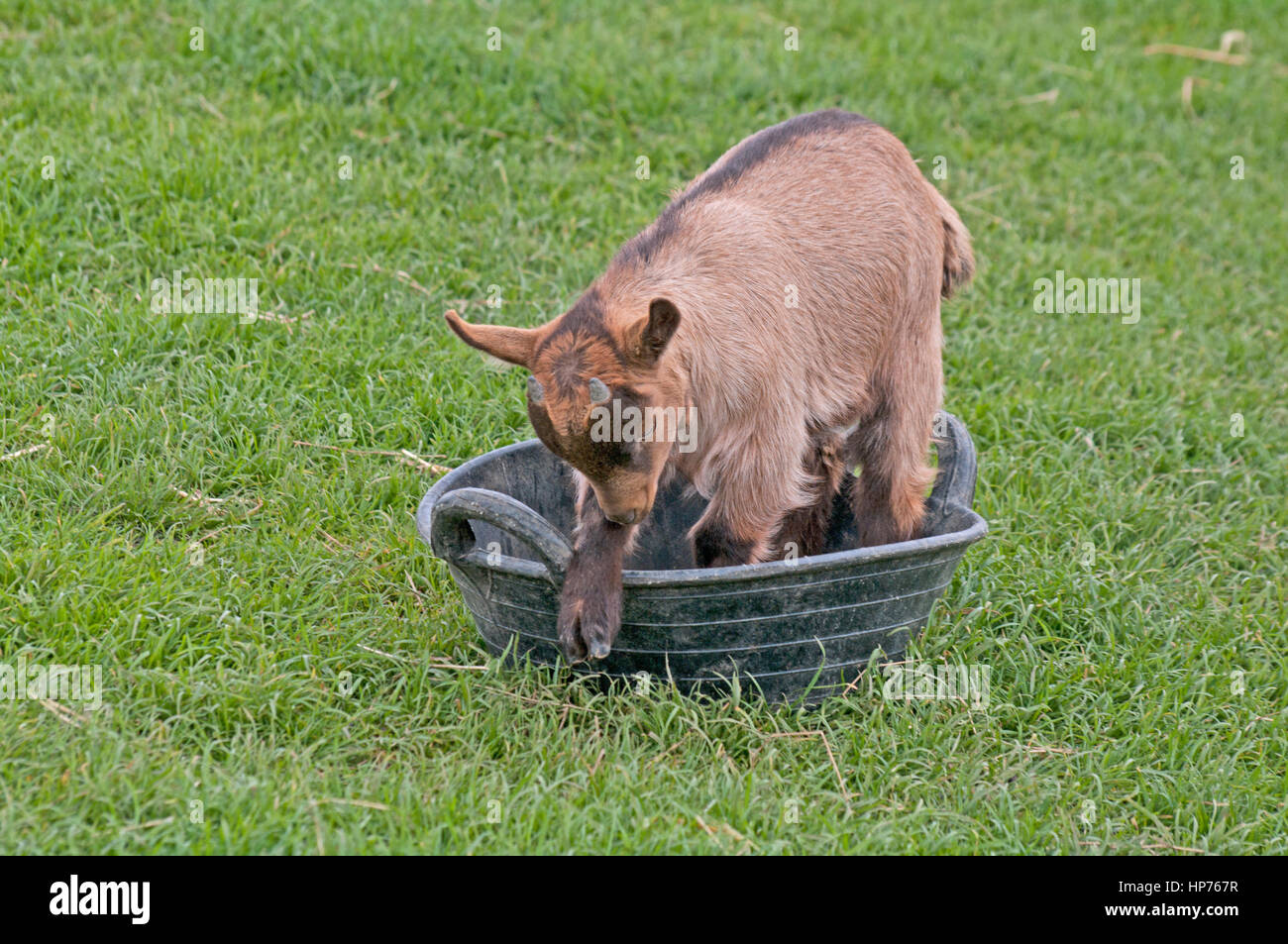 Goat pet hi-res stock photography and images - Alamy