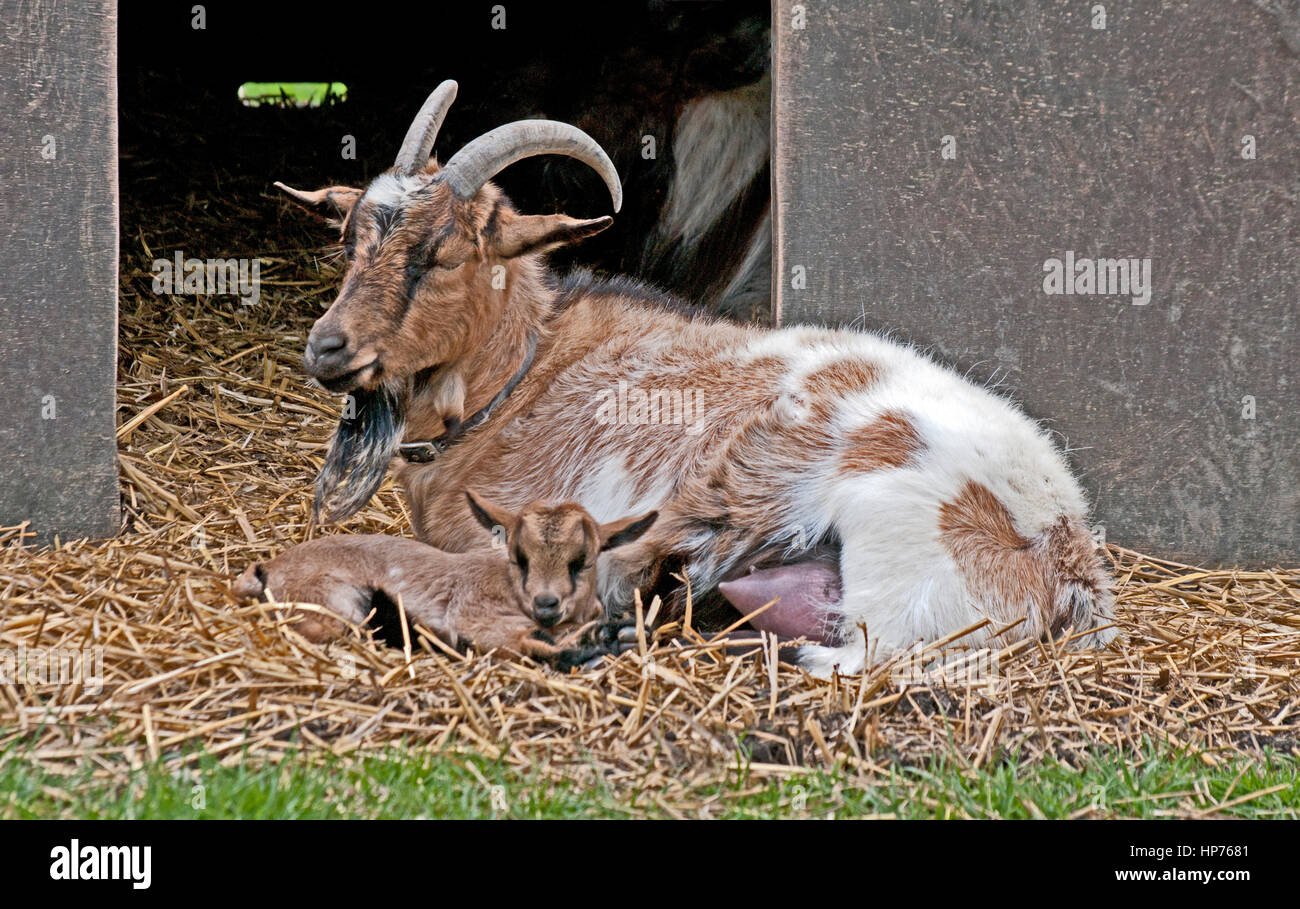 Goat and Kid Stock Photo - Alamy