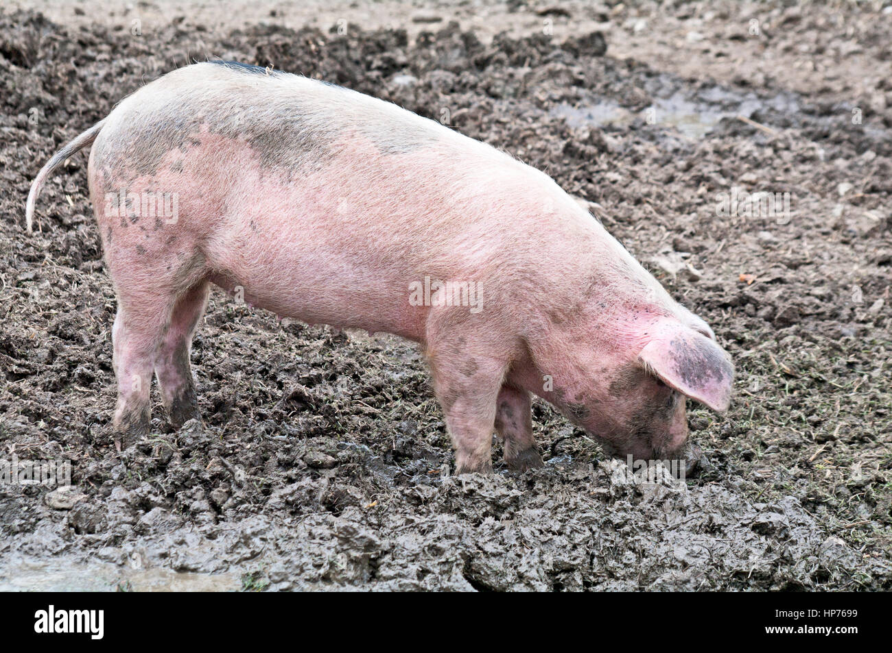 Glousterer Old Spot Pig Stock Photo - Alamy