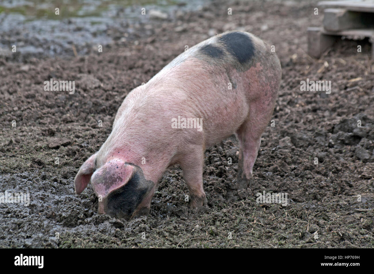 Old Spot Pig High Resolution Stock Photography and Images - Alamy