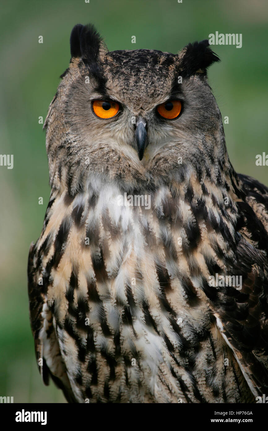 Budo hi-res stock photography and images - Alamy