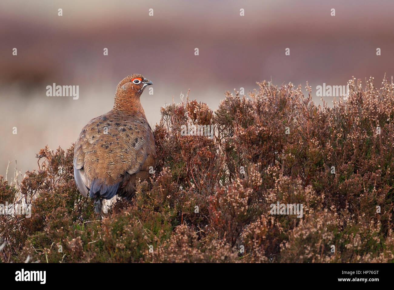 England Moorland Bird Stock Photos & England Moorland Bird Stock Images ...