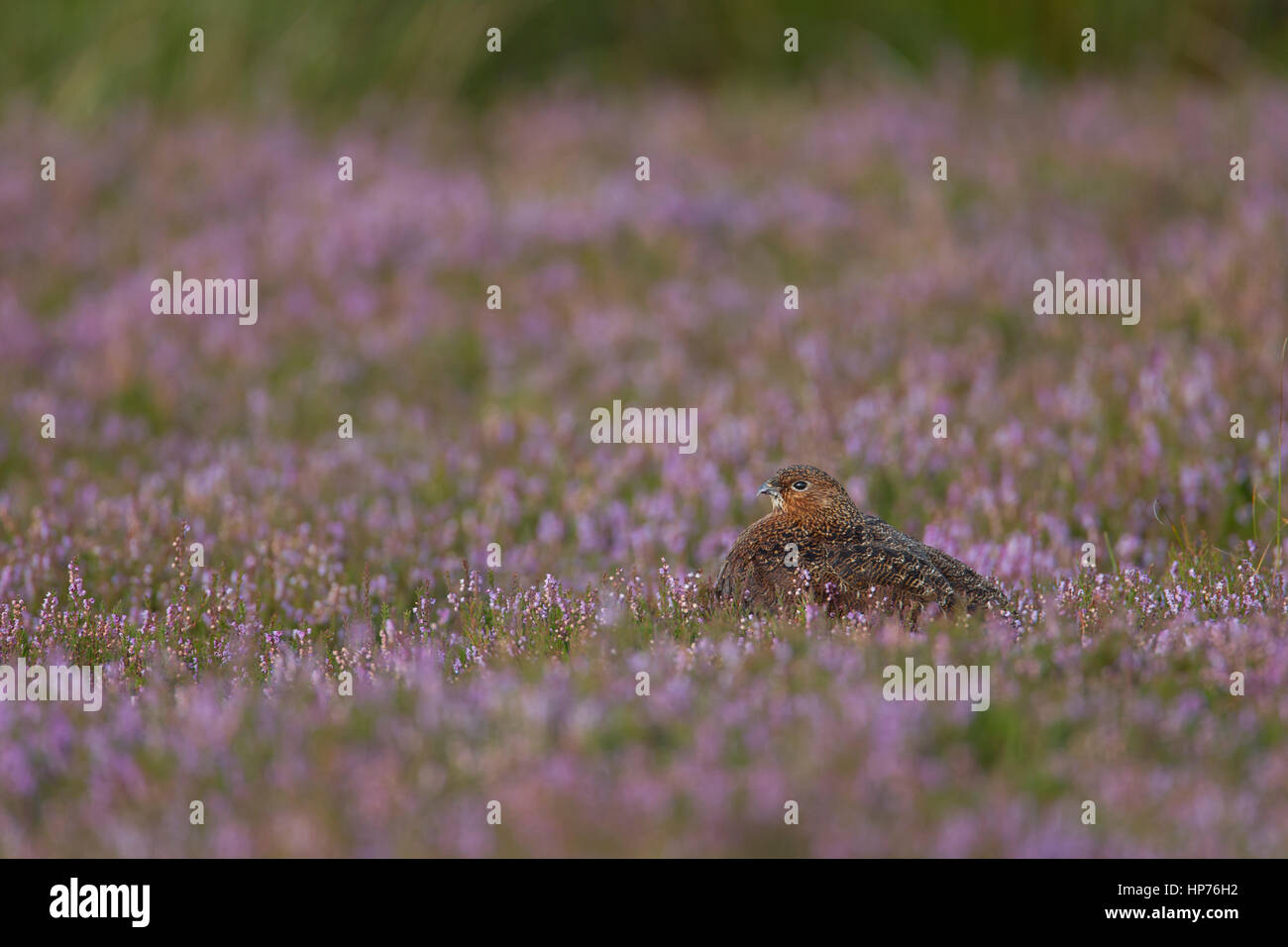 England moorland bird hi-res stock photography and images - Alamy