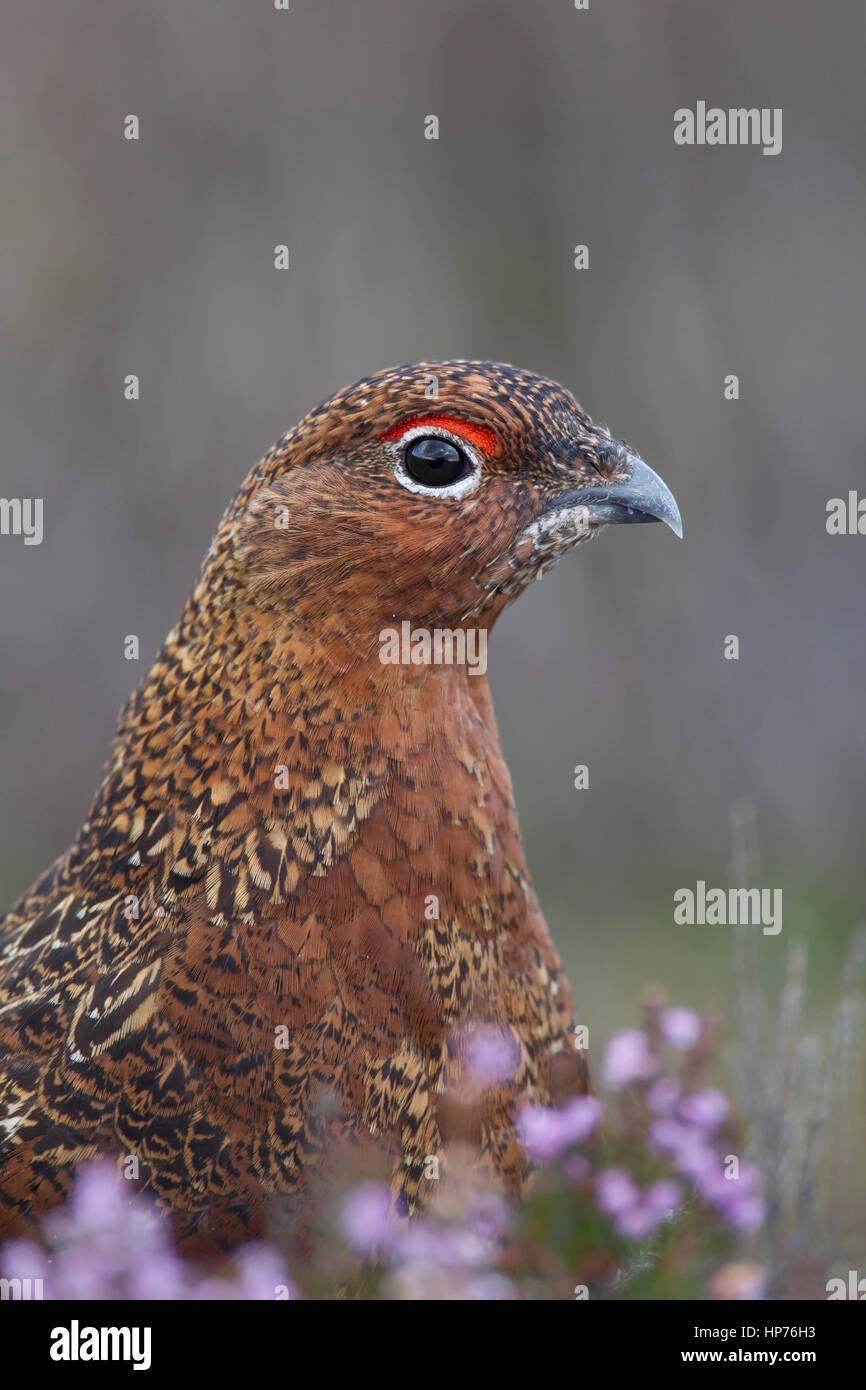 Red grouse (Lagopus lagopus scotica) adult bird stood in flowering ...