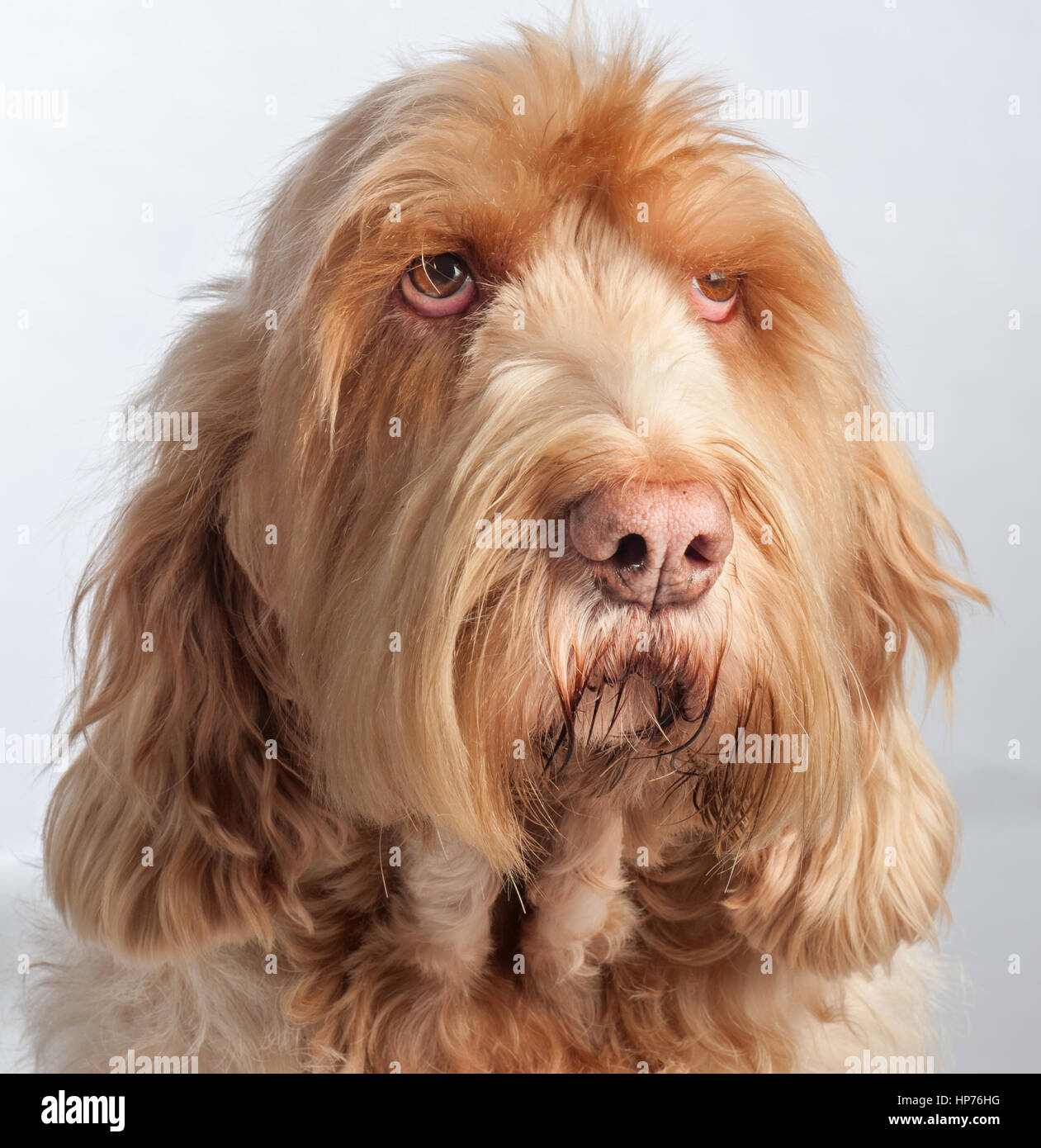 Spinone Dog Portrait Stock Photo - Alamy