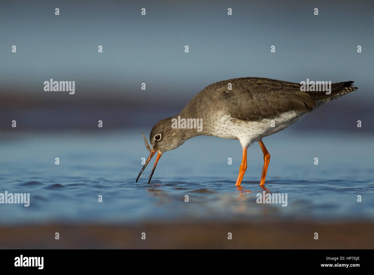 Redshank in shallow lagoon hi-res stock photography and images - Alamy