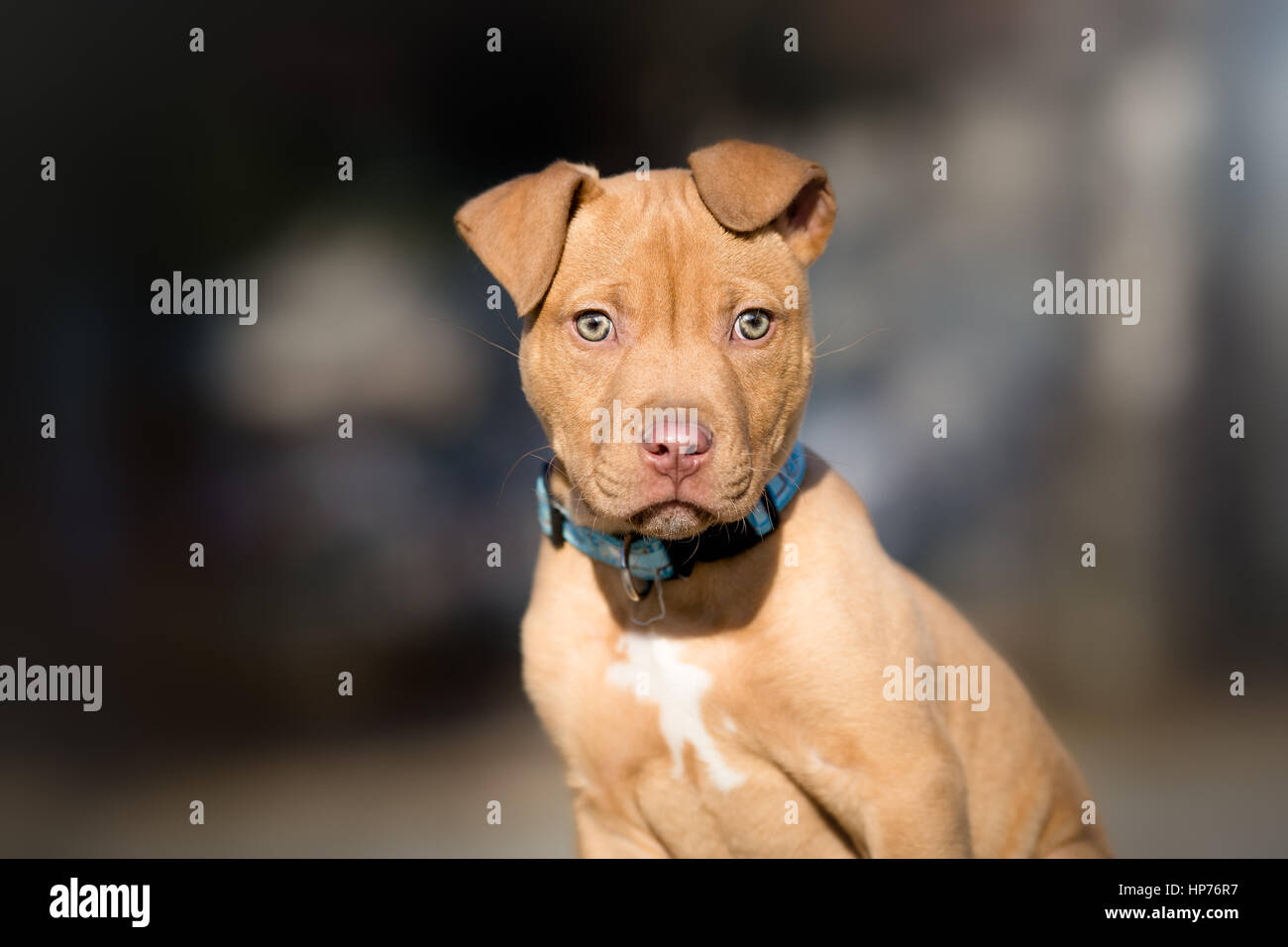 Cute terrier puppy outdoor portrait Stock Photo - Alamy