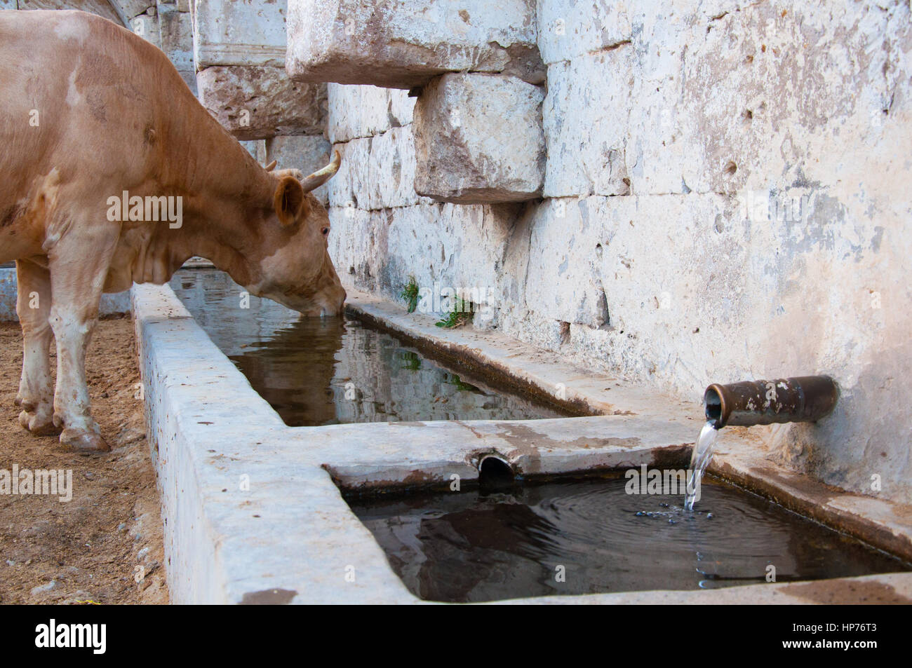 Cattle drinking from trough hi-res stock photography and images - Alamy