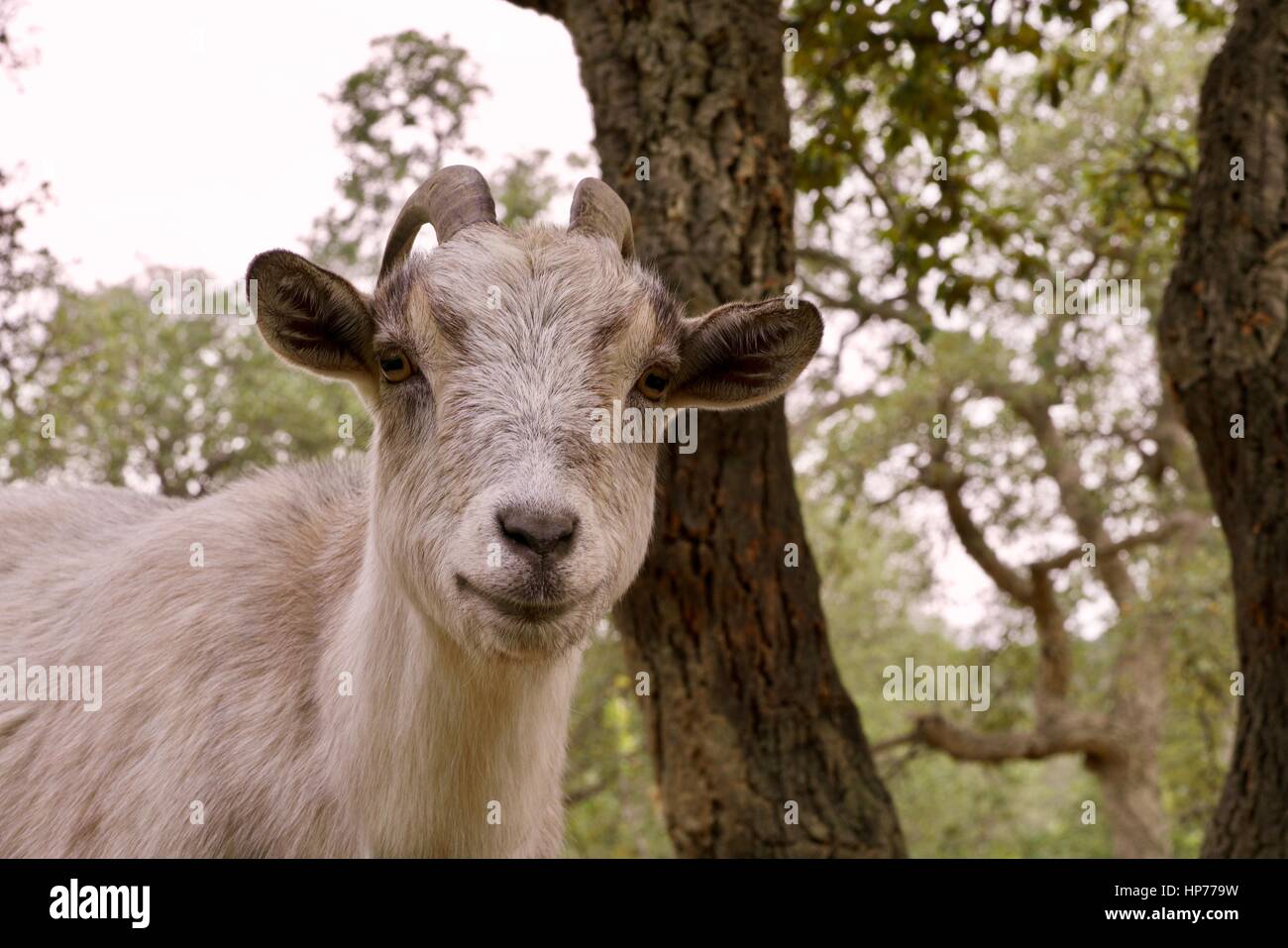 Happy goats hi-res stock photography and images - Alamy
