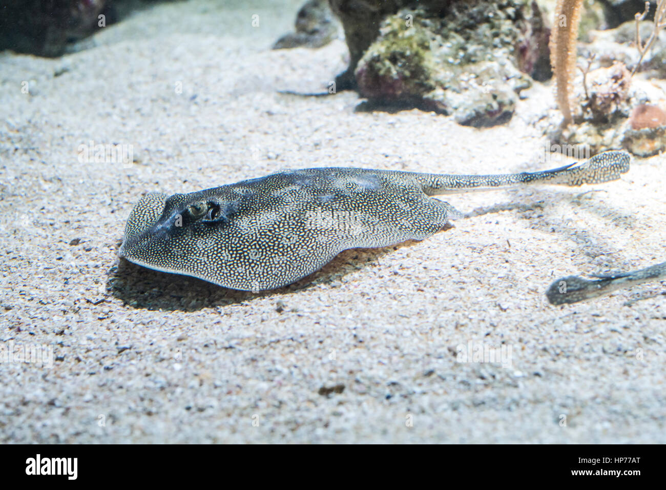 Little ray of hi-res stock photography and images - Alamy