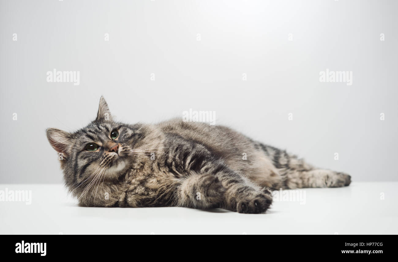 Lazy beautiful long hair cat napping and relaxing Stock Photo - Alamy