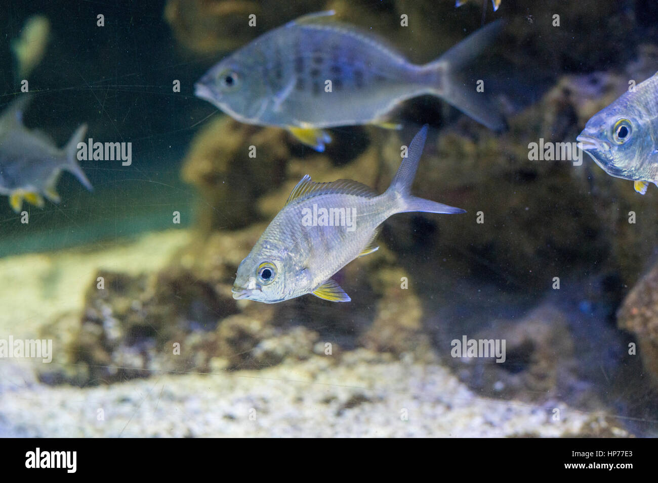 Caribbean tropical fish hi-res stock photography and images - Alamy