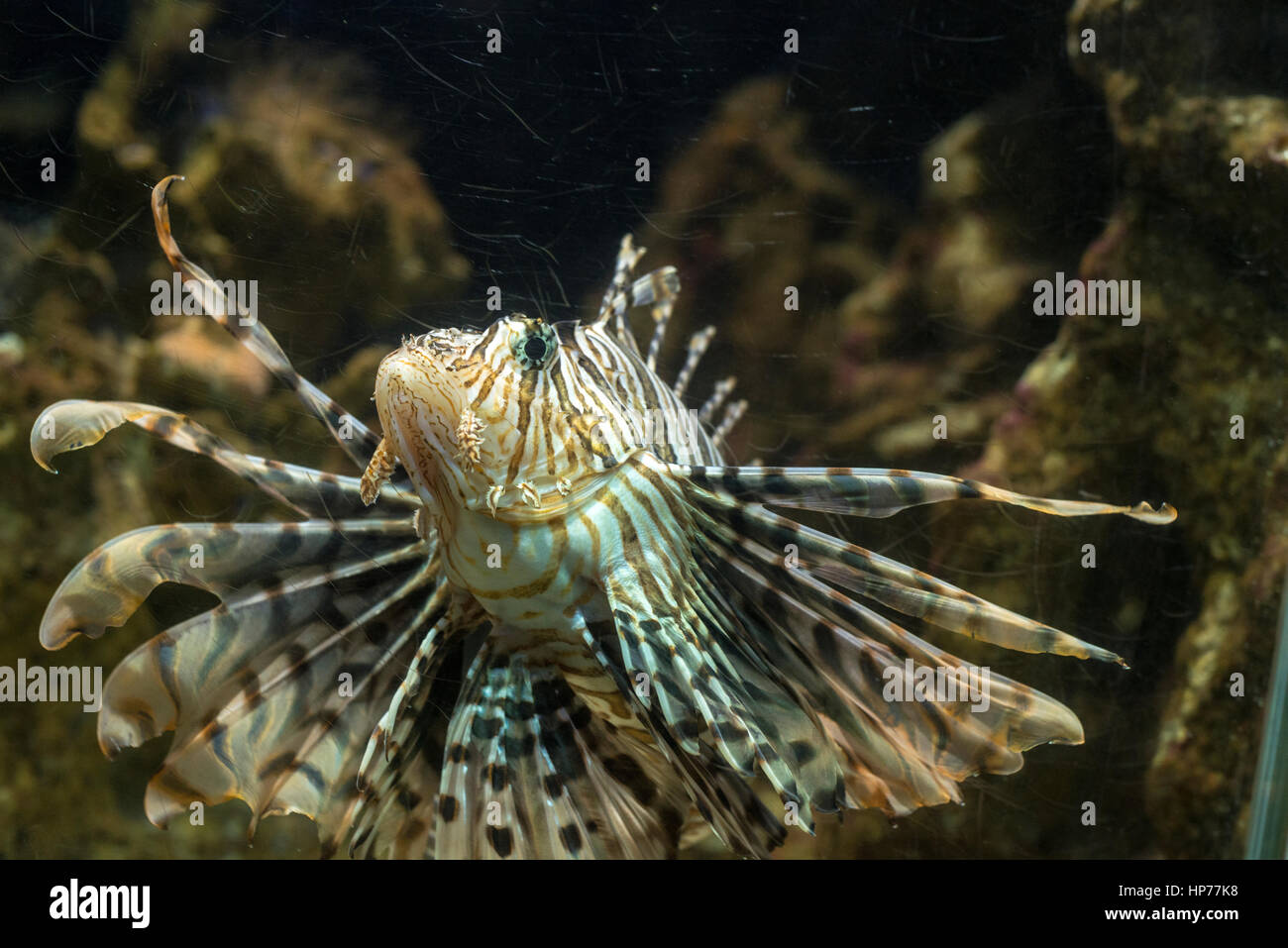 Fish underwater tropical lionfish hi-res stock photography and images ...