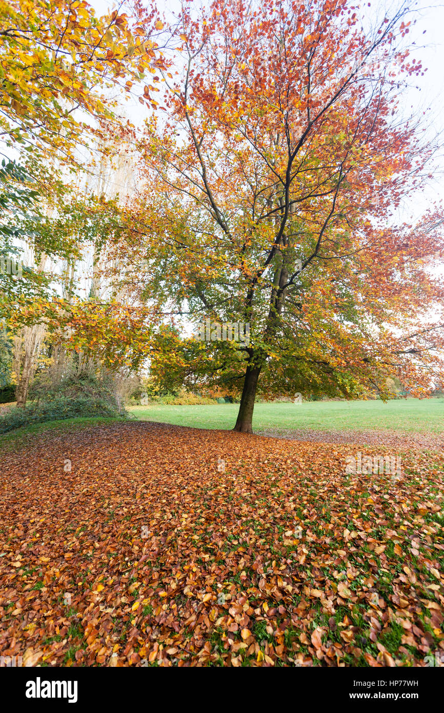 Autumn colour of trees in playing fields near Quaker Bridge, Ellesmere ...