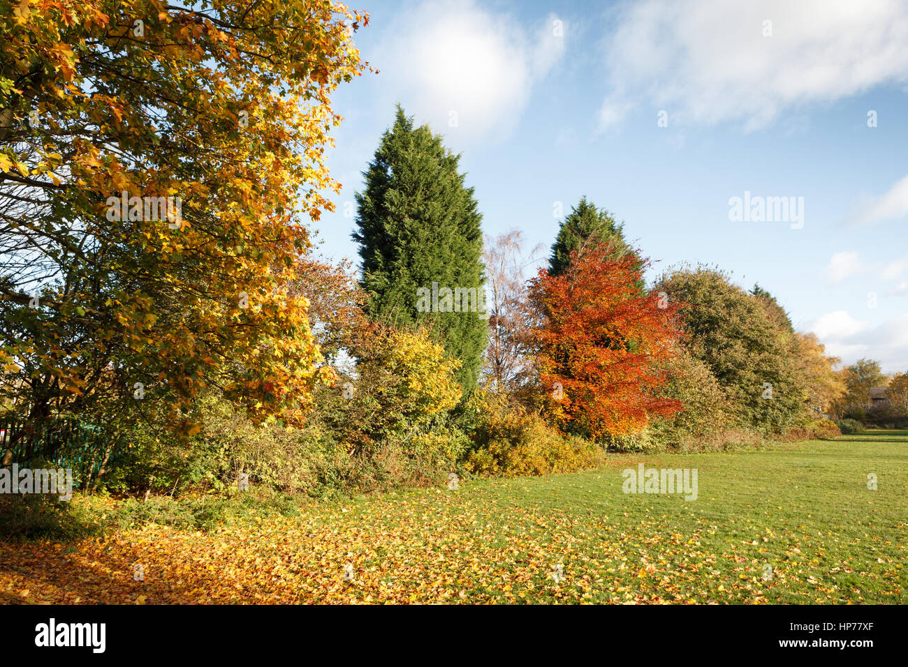 Autumn colour of trees in playing fields near Quaker Bridge, Ellesmere ...