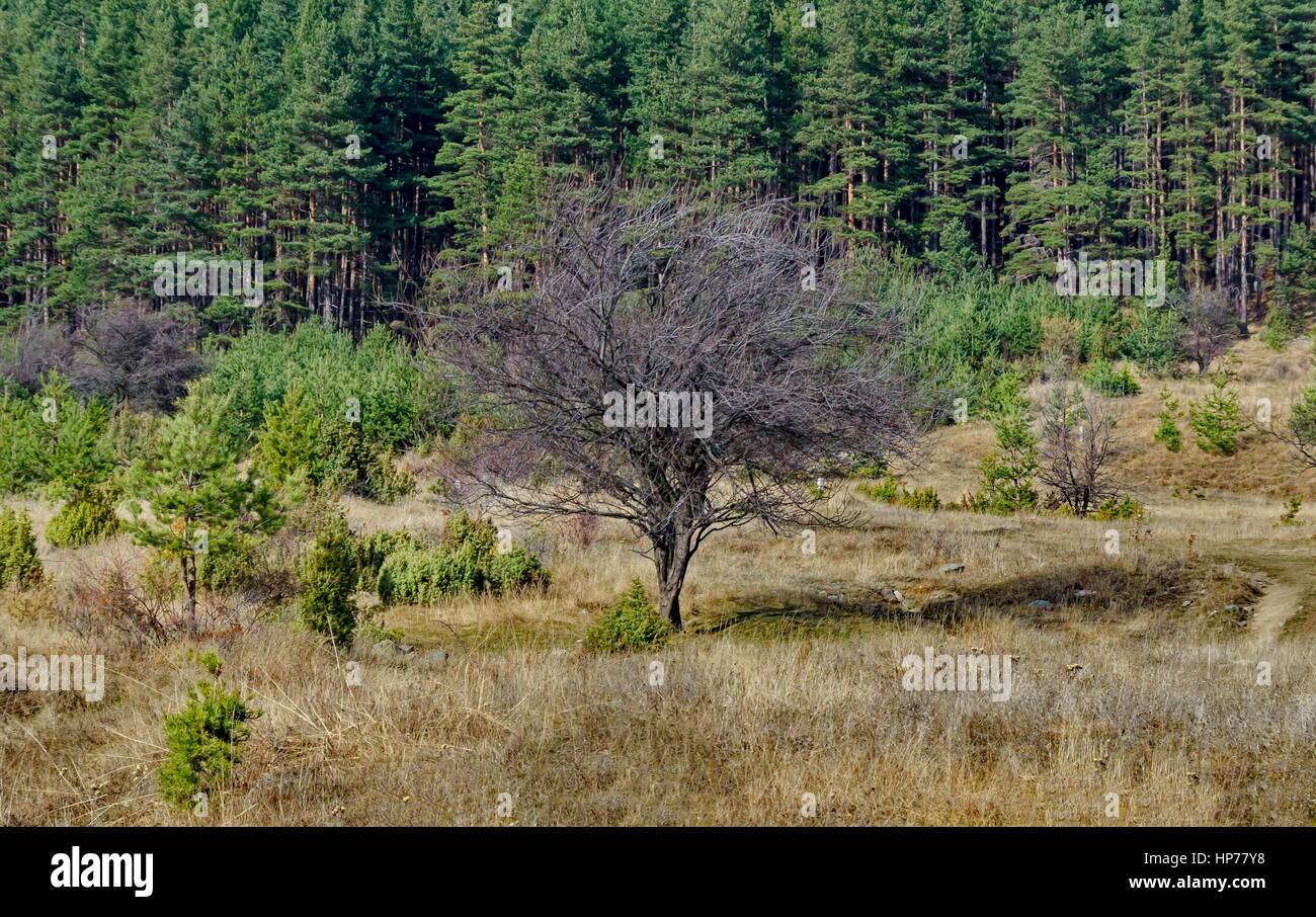 Old wild plum single tree in front of forest in the glade, Vitosha ...