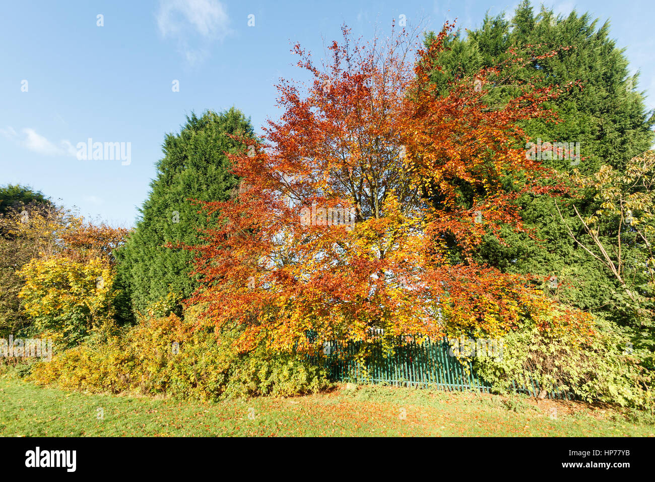 Autumn colour of trees in playing fields near Quaker Bridge, Ellesmere ...