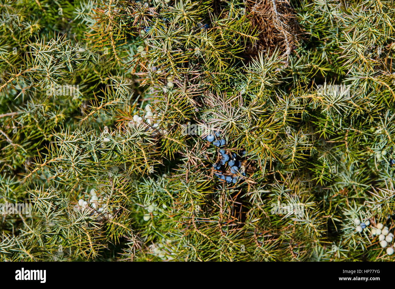 Green bush juniper with fruits close up in Vitosha mountain, Bulgaria ...