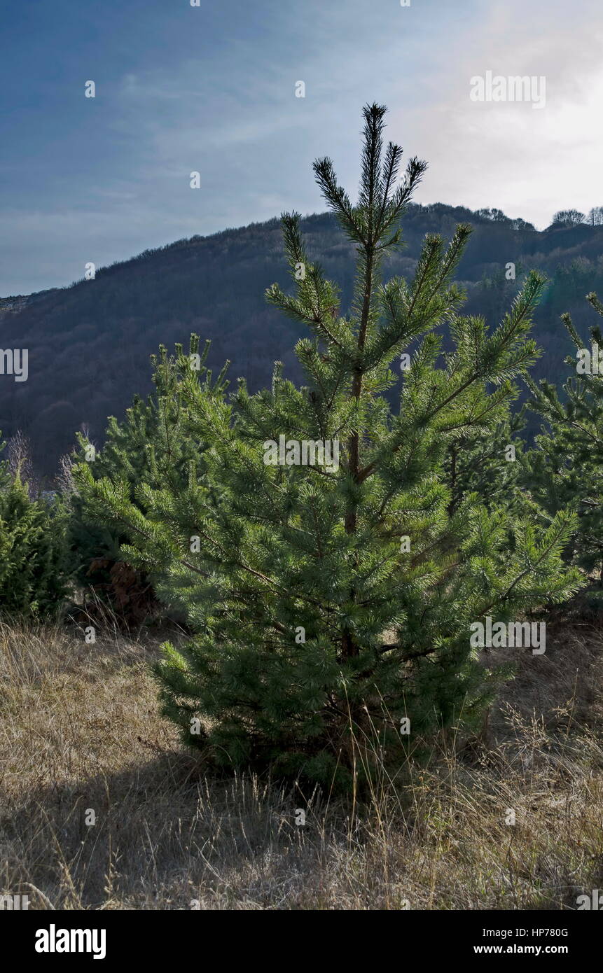 Young single pine tree in the glade at Vitosha mountain, Bulgaria Stock ...
