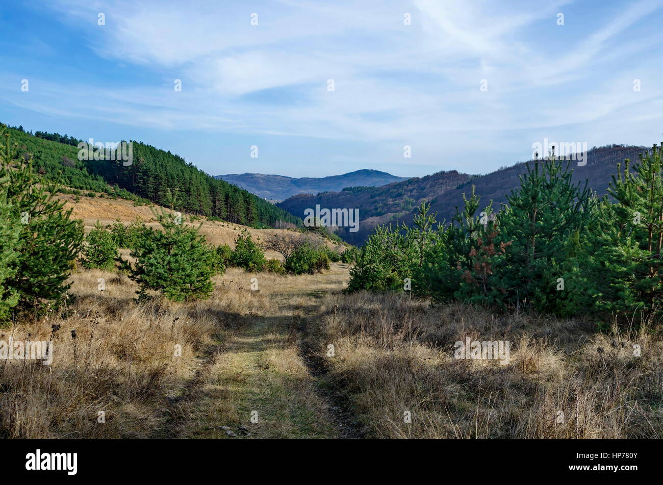 Panorama of glade and late autumn forest in Vitosha mountain, Bulgaria ...